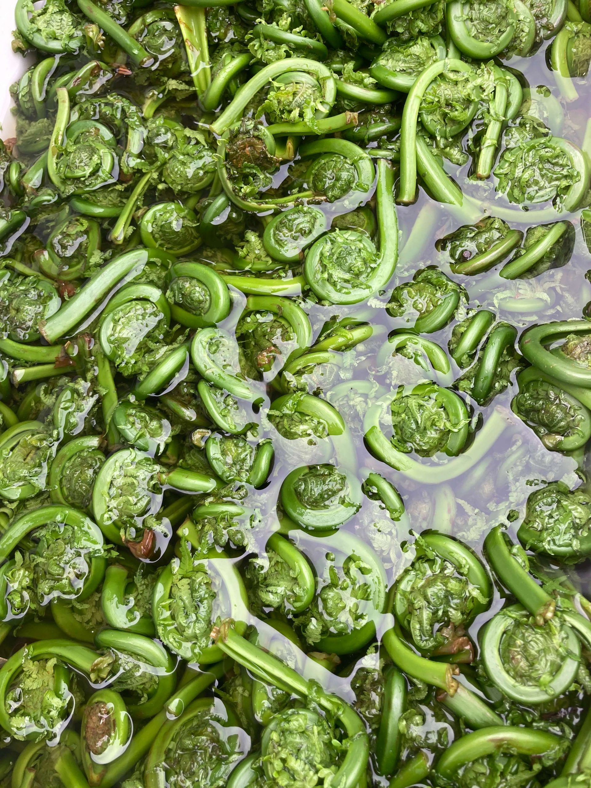 Fiddleheads in Ellsworth - Pemetic Purveyors